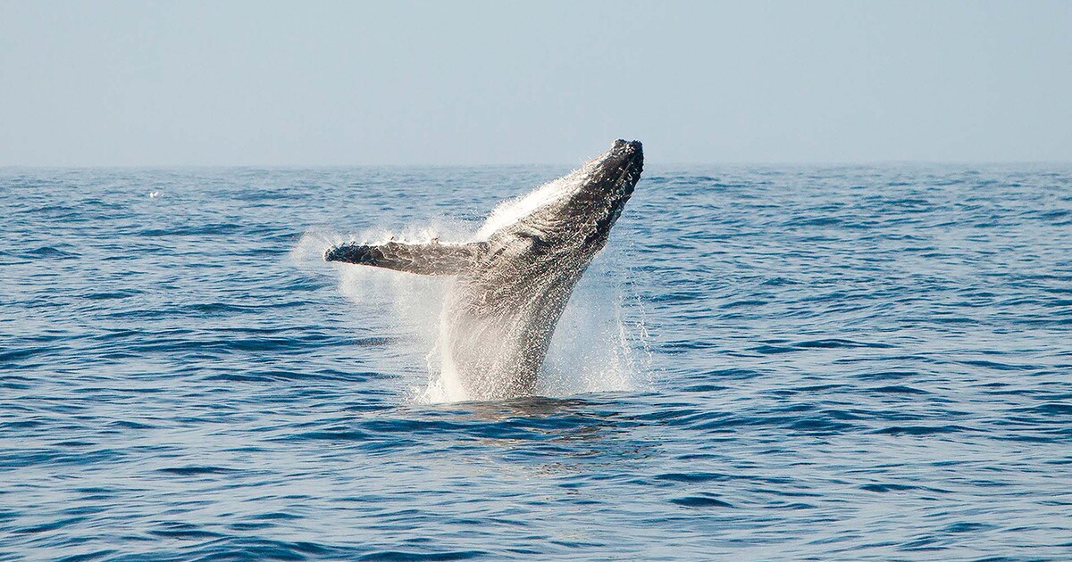 Defend Conserve Protect - DocPlay