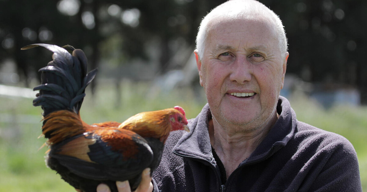 Pecking Order - DocPlay