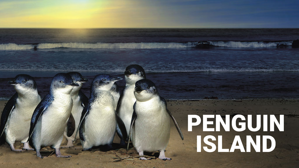 Penguin Island - DocPlay