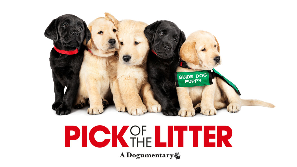Pick of the Litter - DocPlay
