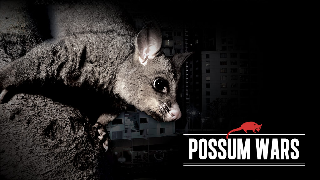 Possum Wars - DocPlay