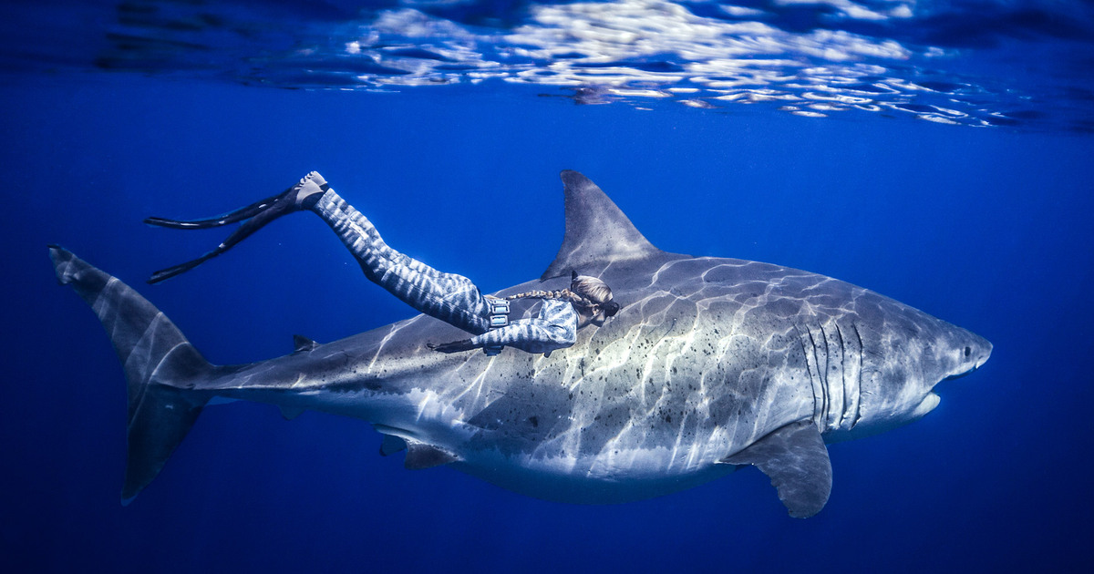 Saving Jaws - DocPlay