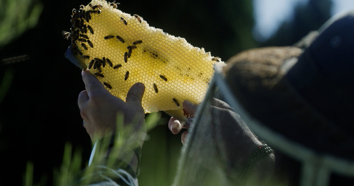 The Beeman - DocPlay