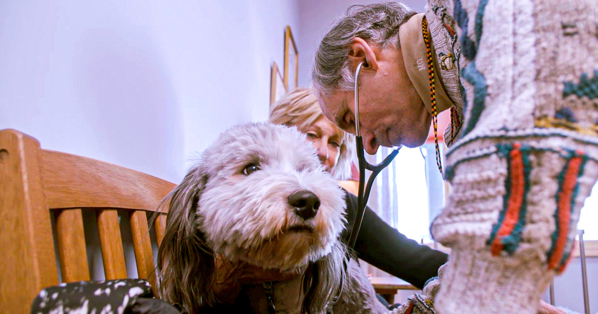 The Dog Doc - DocPlay