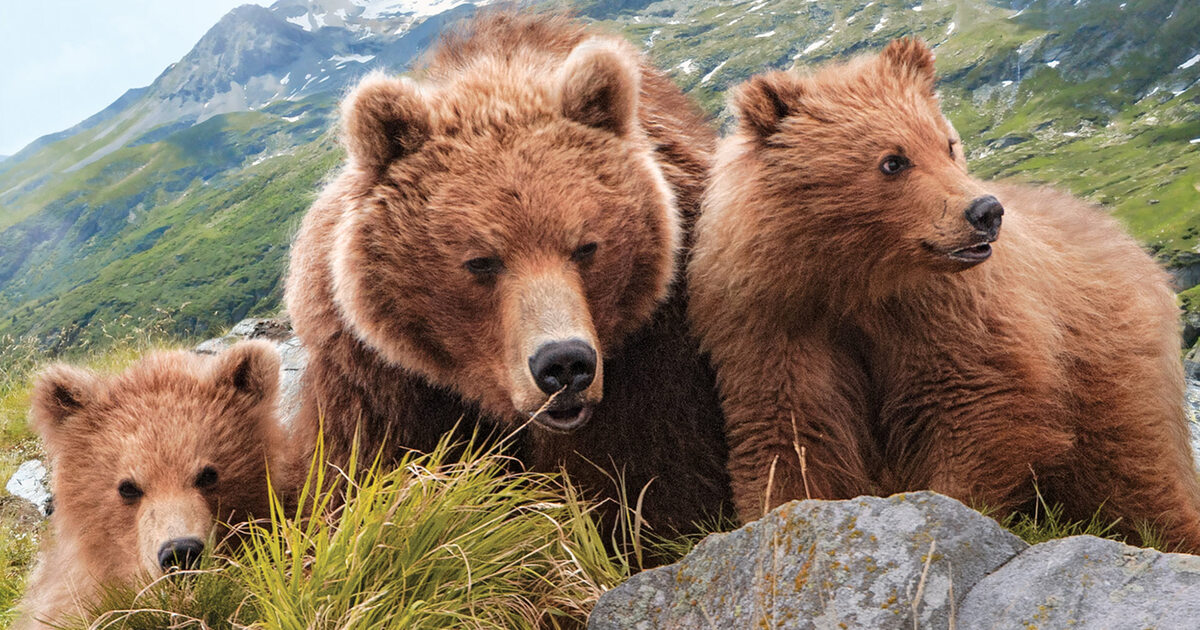 Land of the Bears - DocPlay