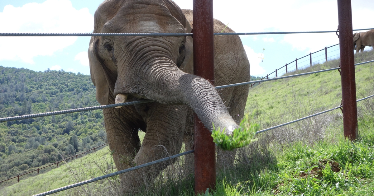 Tyke: Elephant Outlaw - DocPlay